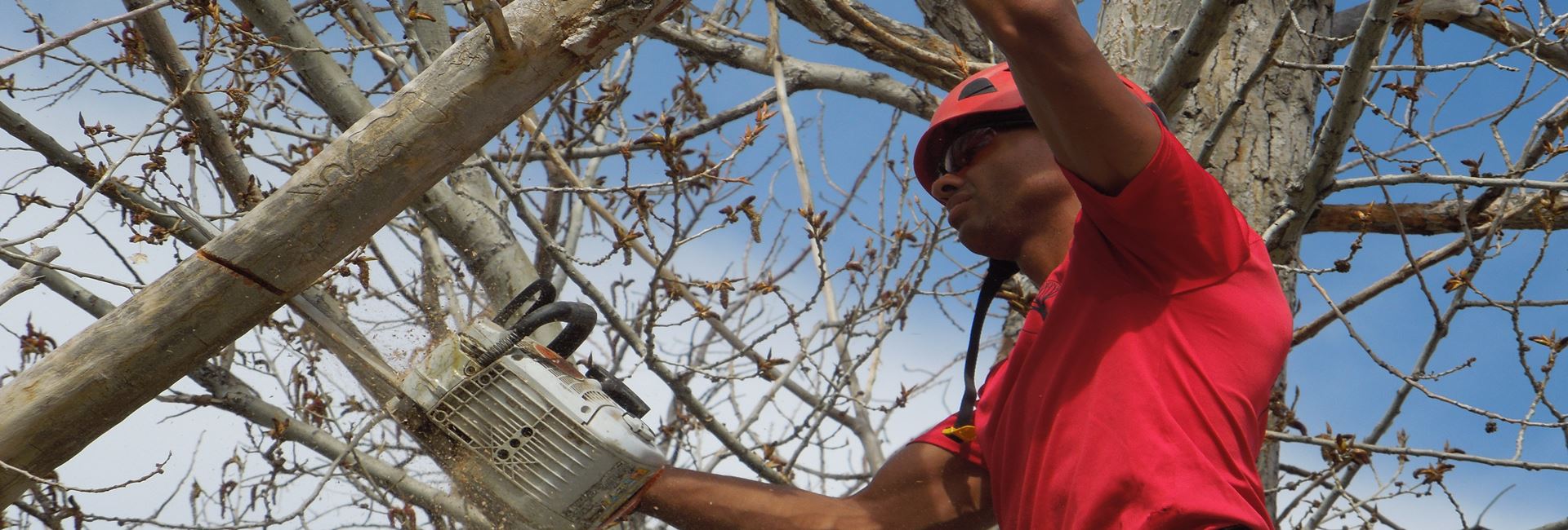 Denver Tree Service – 24/7 Emergency Removal & Trimming | John Egart’s ...